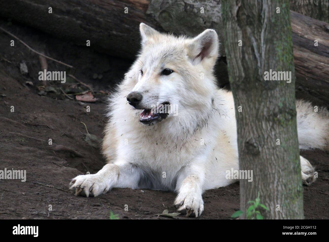 Arctic wolf pack in zoo Stock Photo - Alamy
