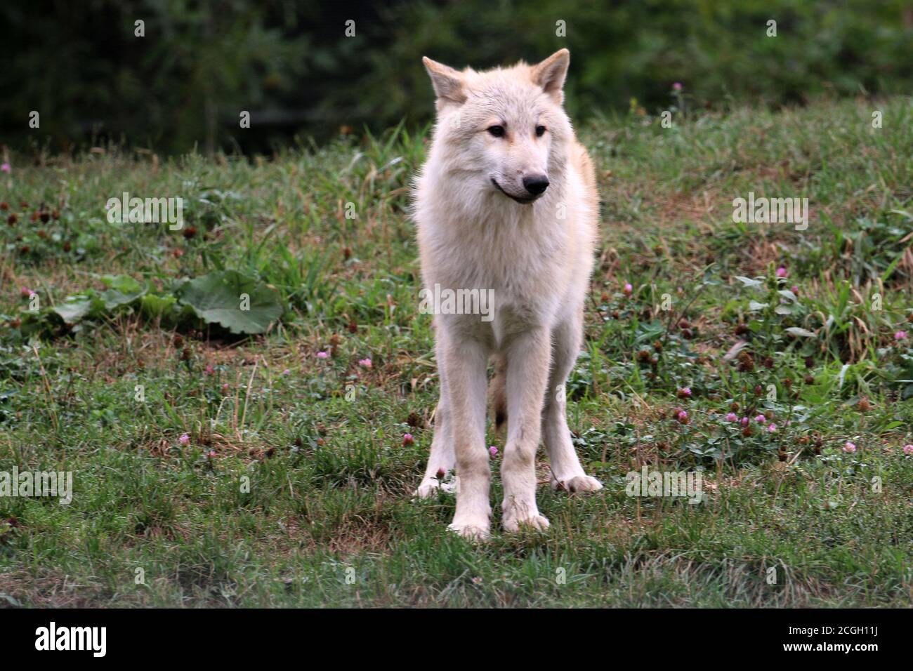 Arctic wolf pack in zoo Stock Photo - Alamy