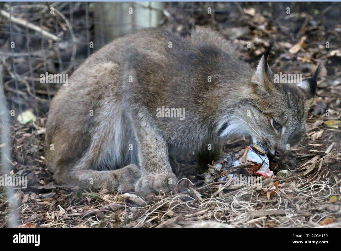 Eats small mammals and rodents hi-res stock photography and images - Alamy