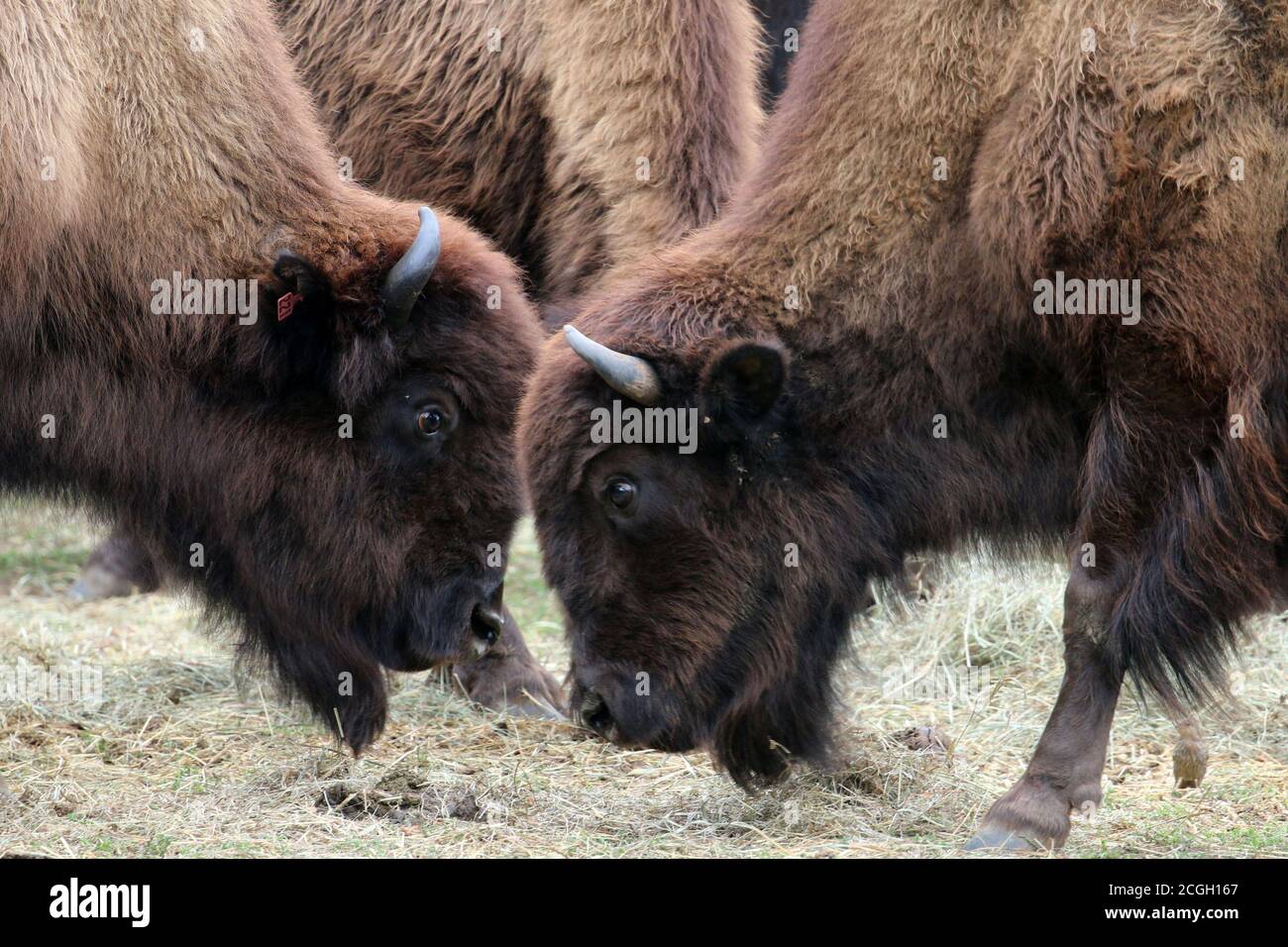 Buffalo hump neck hi-res stock photography and images - Alamy