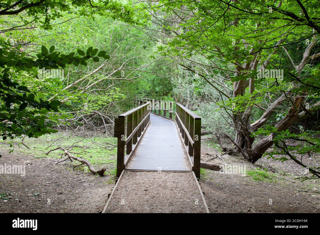 Bridge leading to wet woodland, Coldfall Wood, London Stock Photo - Alamy