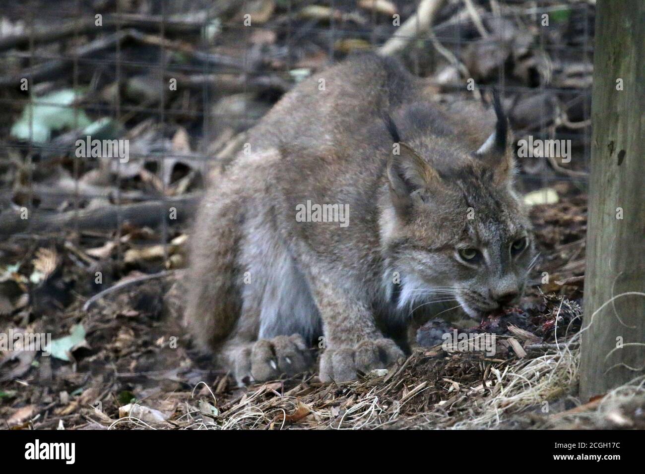 Bobcat teeth hi-res stock photography and images - Alamy