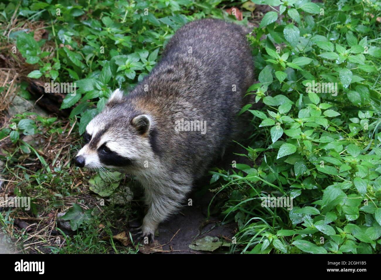 Raccoon in the wild Stock Photo - Alamy