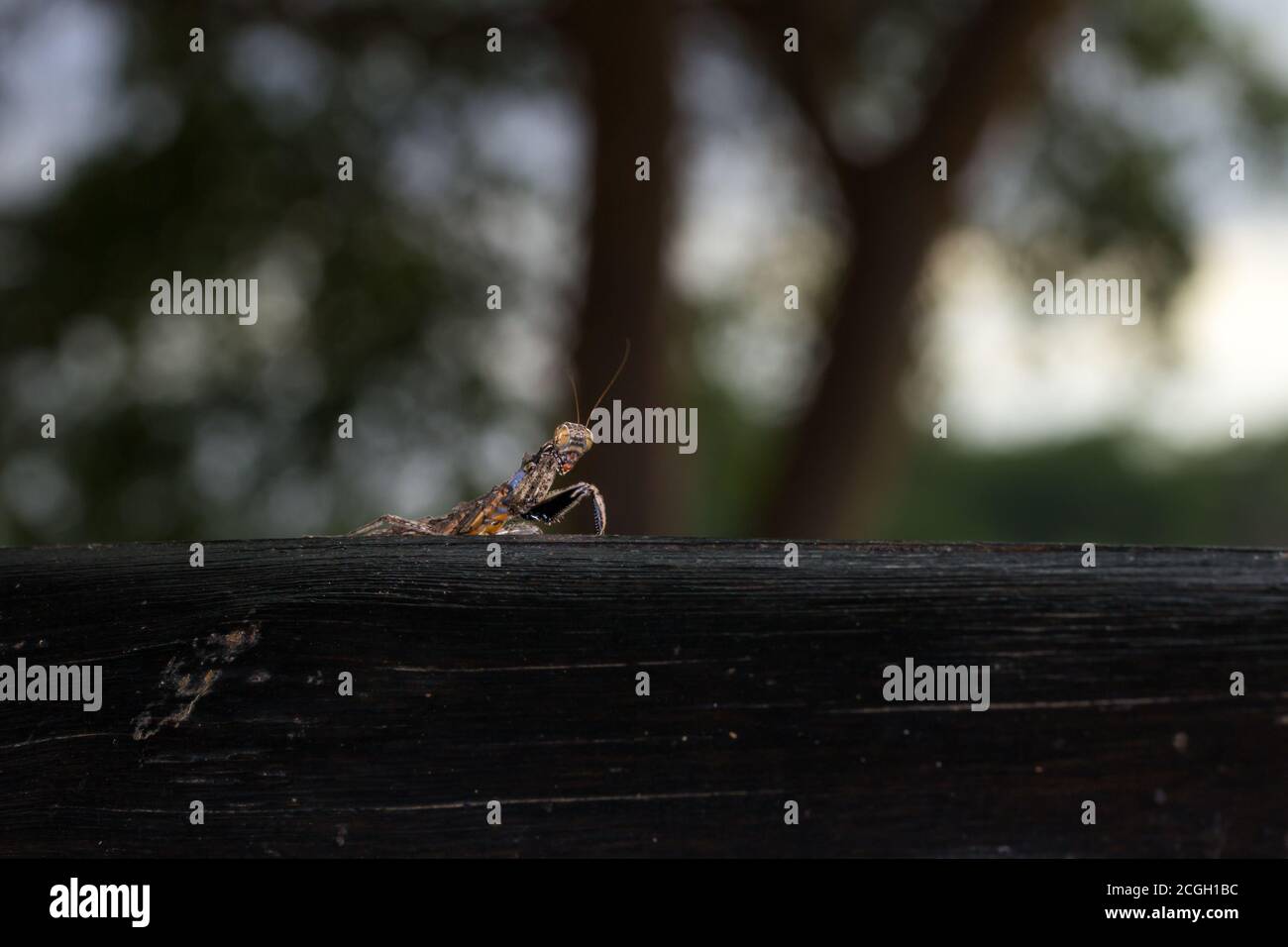 Brown and Grey Bark Mantis, South Africa Stock Photo - Alamy