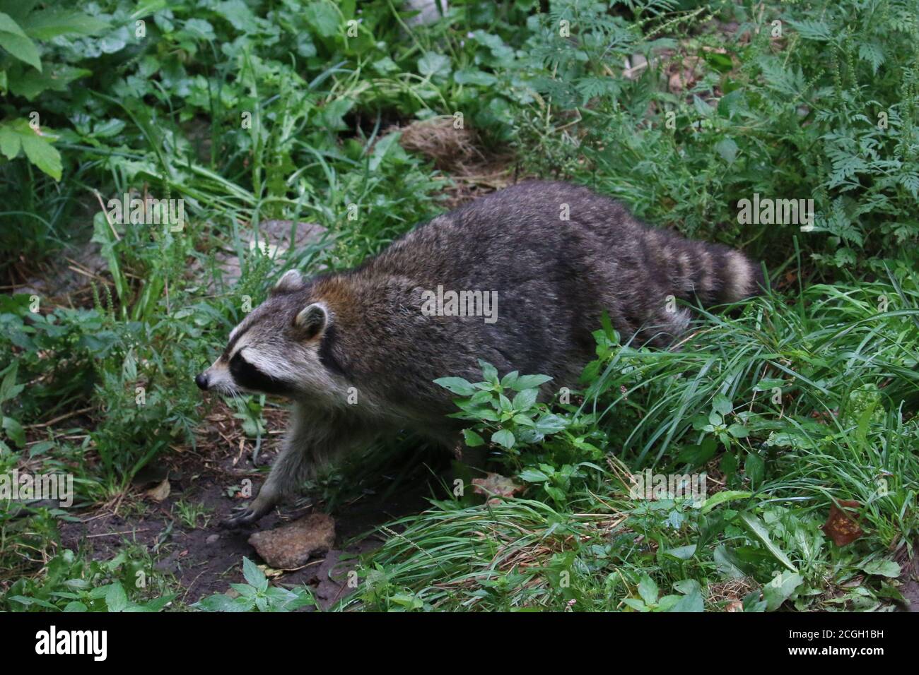 Raccoon in the wild Stock Photo - Alamy