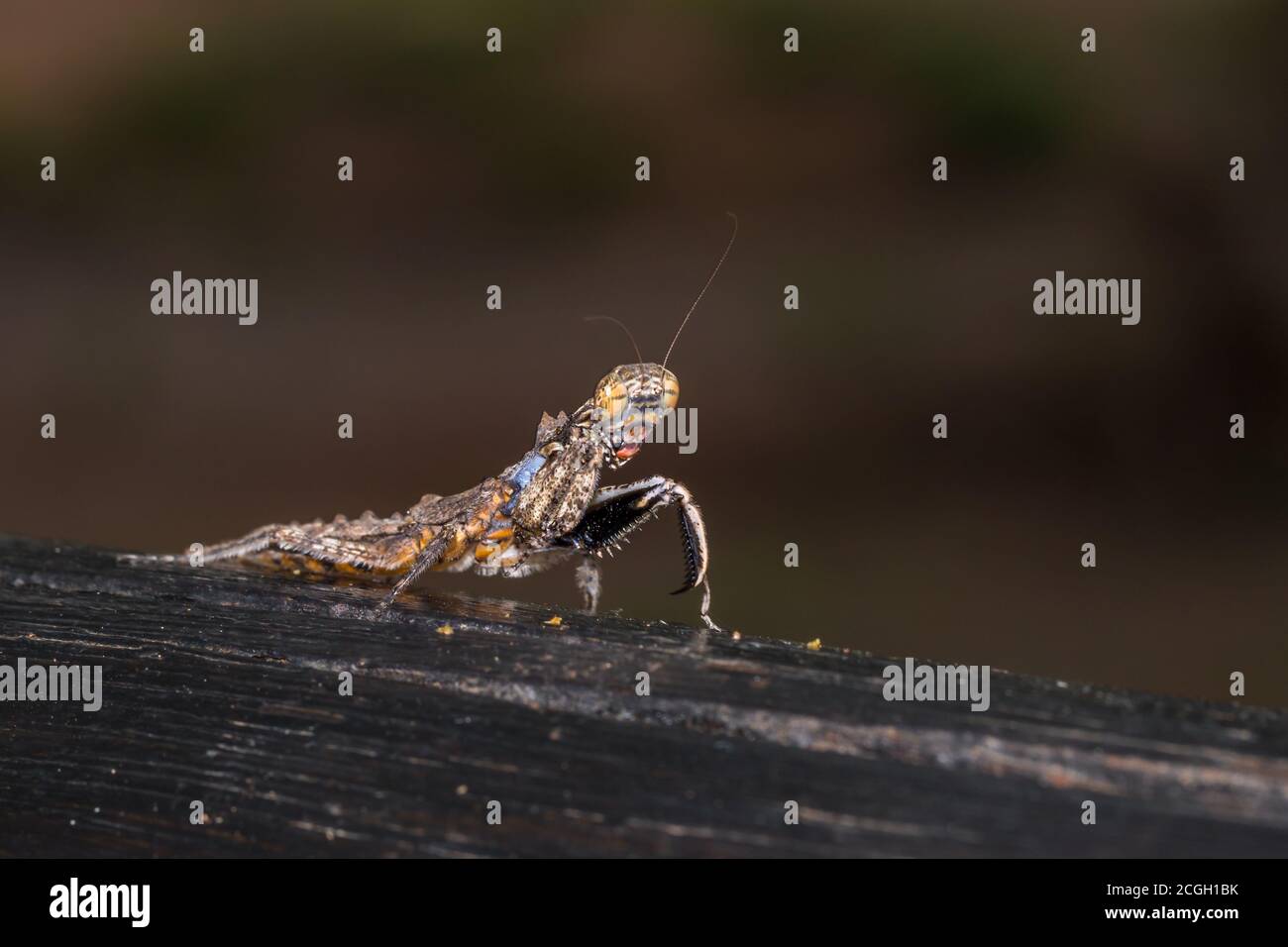 Brown and Grey Bark Mantis, South Africa Stock Photo - Alamy