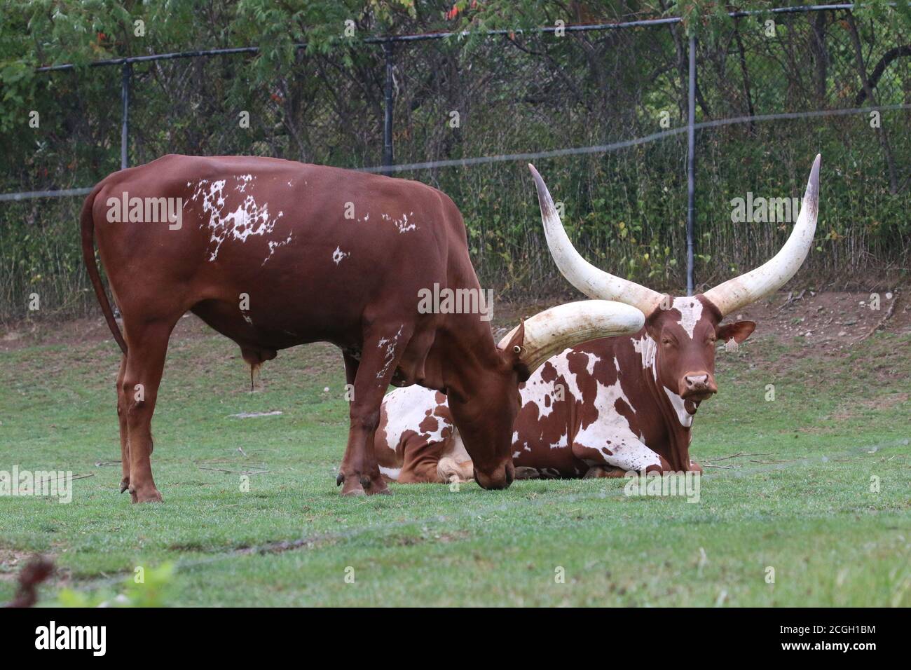 Africa cattle well hi-res stock photography and images - Alamy