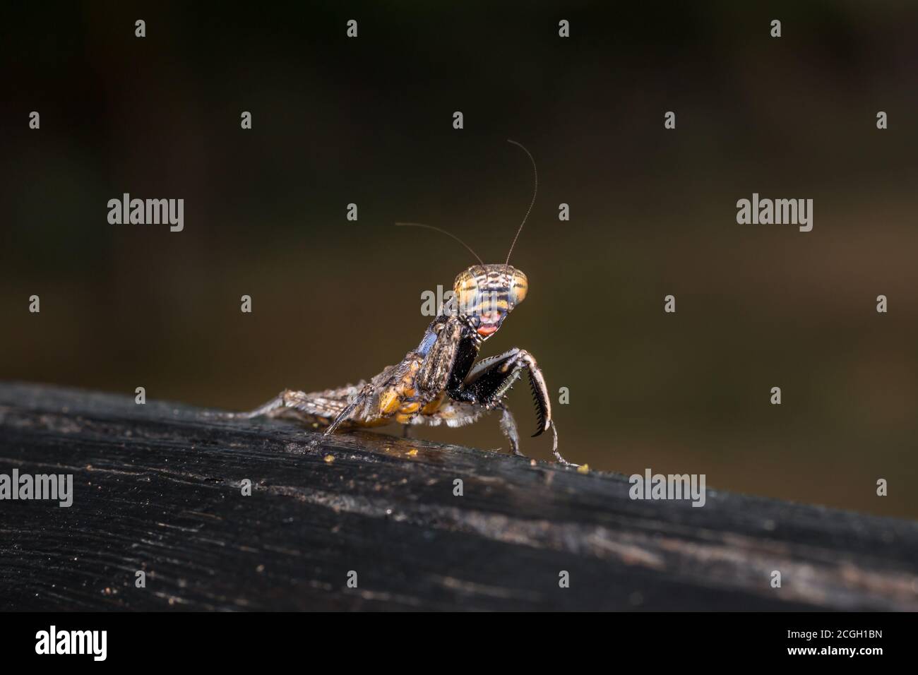 Brown and Grey Bark Mantis, South Africa Stock Photo - Alamy
