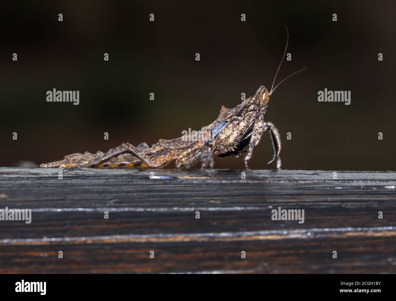 Brown and Grey Bark Mantis, South Africa Stock Photo - Alamy