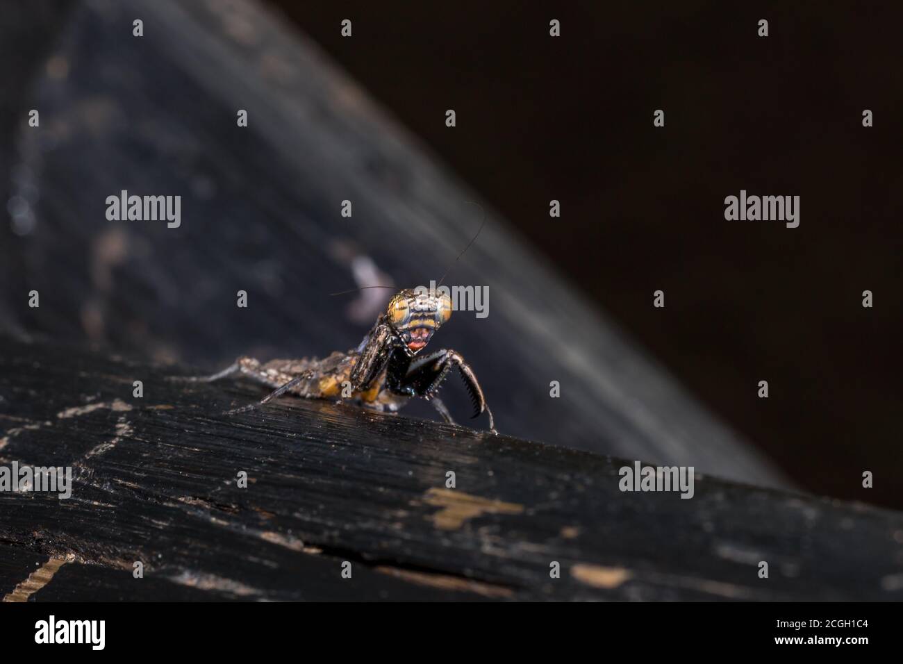 Brown and Grey Bark Mantis, South Africa Stock Photo - Alamy