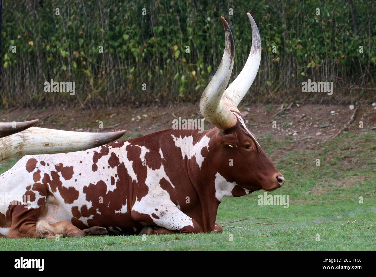 Hurt of cattle hi-res stock photography and images - Alamy