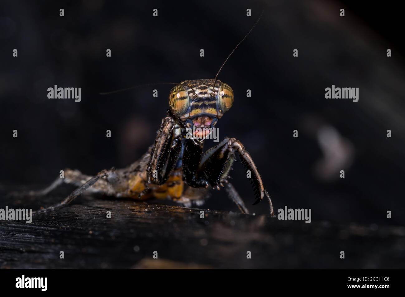 Grass like mantis hi-res stock photography and images - Alamy