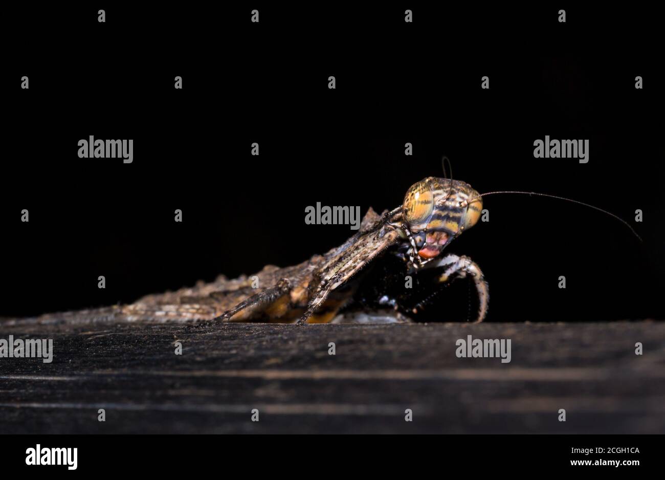 Mimic thorns hi-res stock photography and images - Alamy