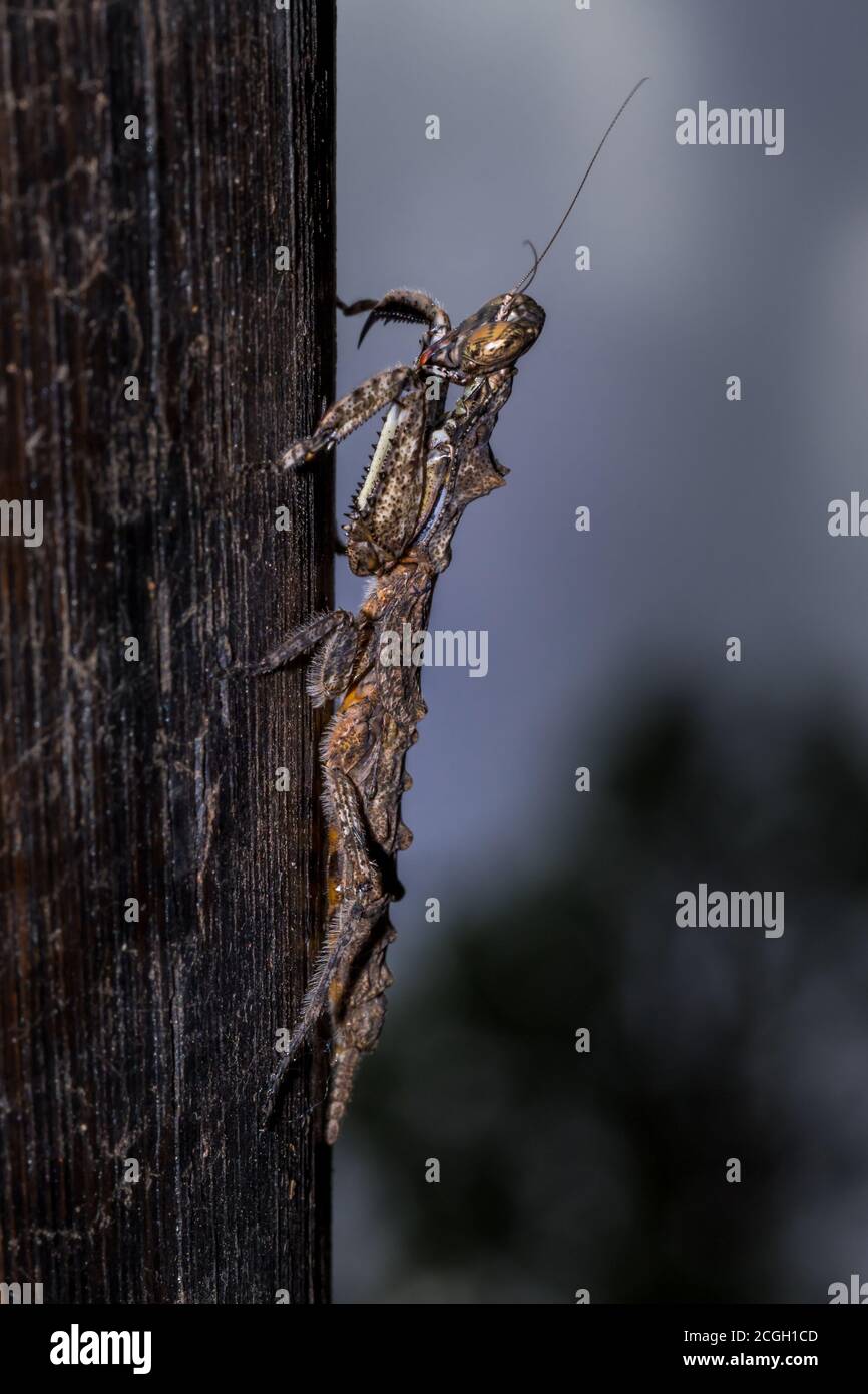 Brown and Grey Bark Mantis, South Africa Stock Photo - Alamy