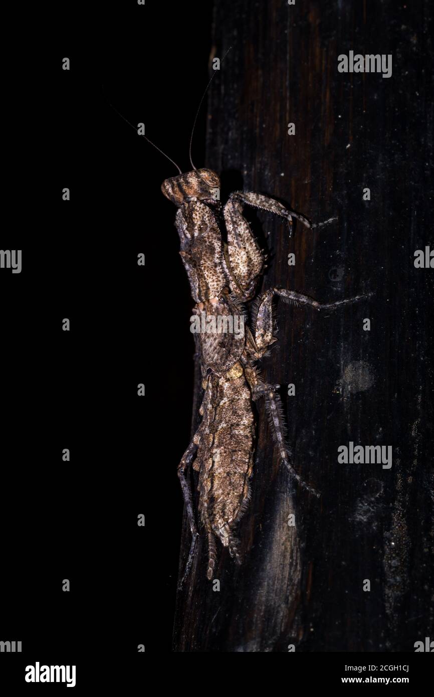 Brown and Grey Bark Mantis, South Africa Stock Photo - Alamy