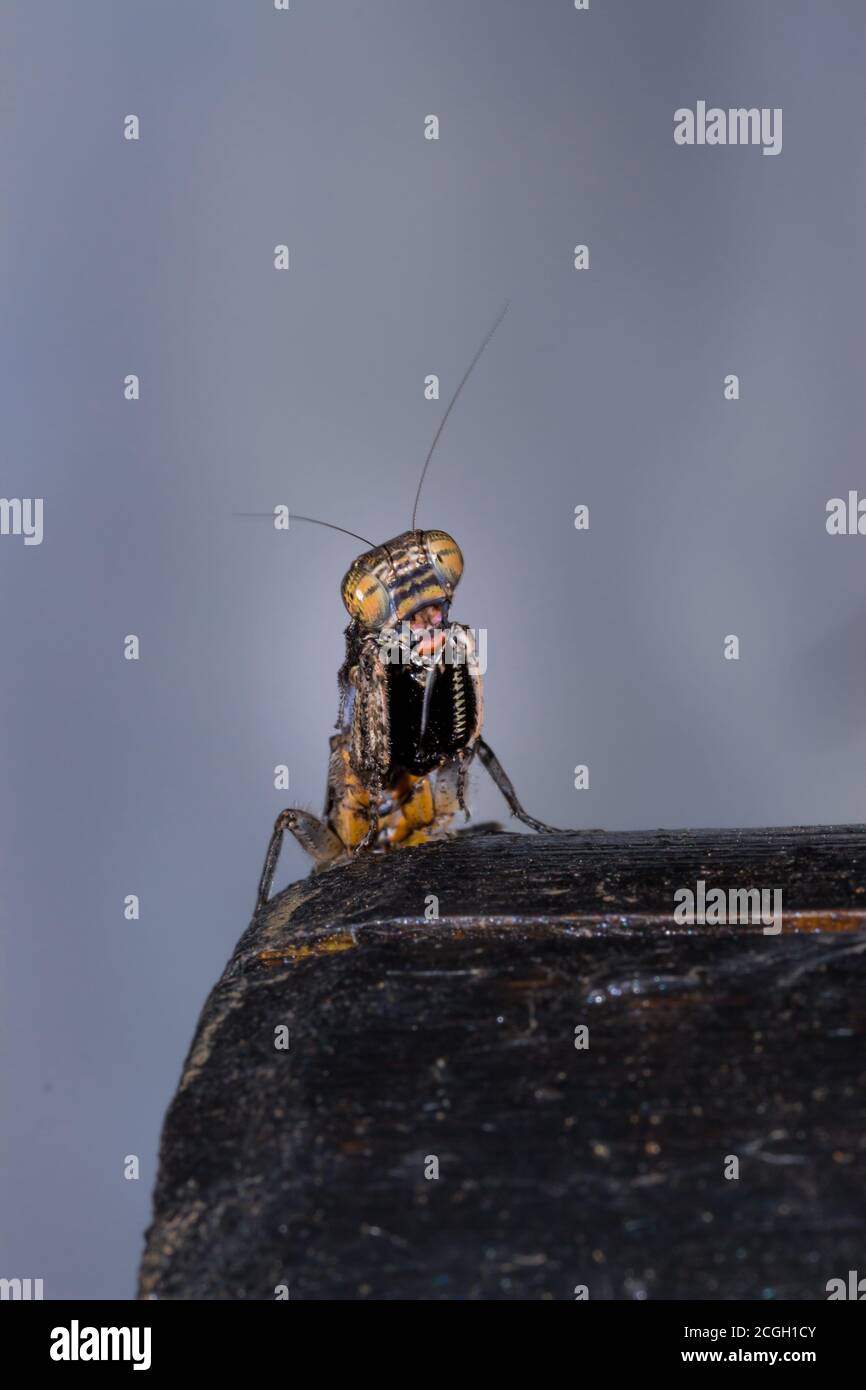 Brown and Grey Bark Mantis, South Africa Stock Photo - Alamy