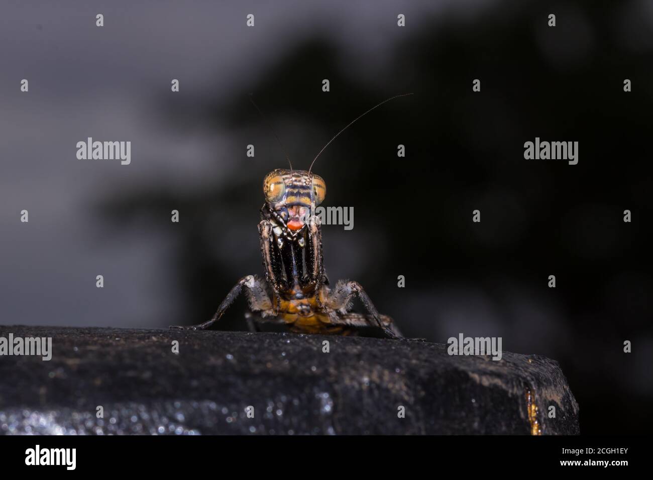 Brown and Grey Bark Mantis, South Africa Stock Photo - Alamy