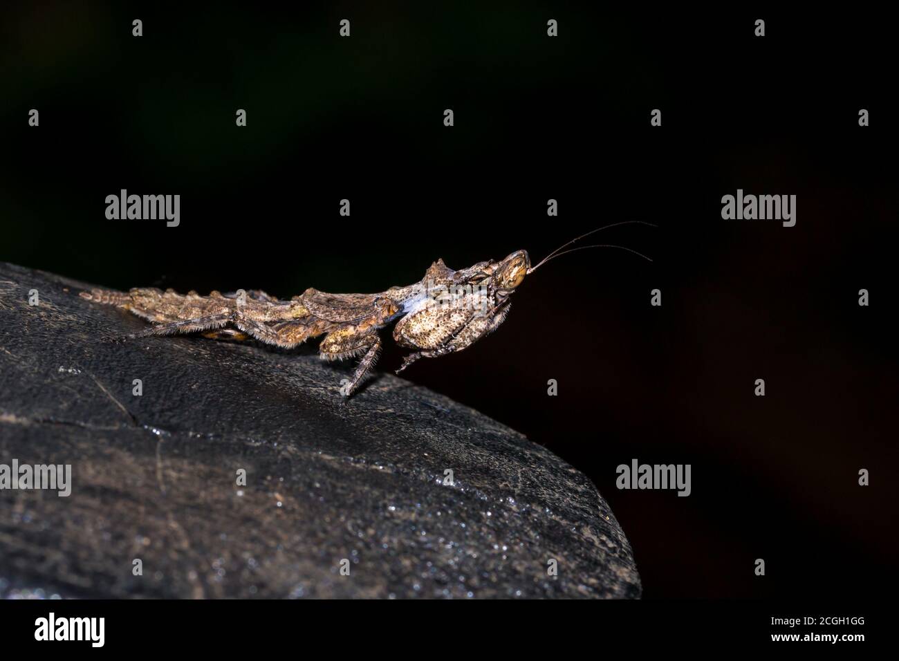 Mimic thorns hi-res stock photography and images - Alamy