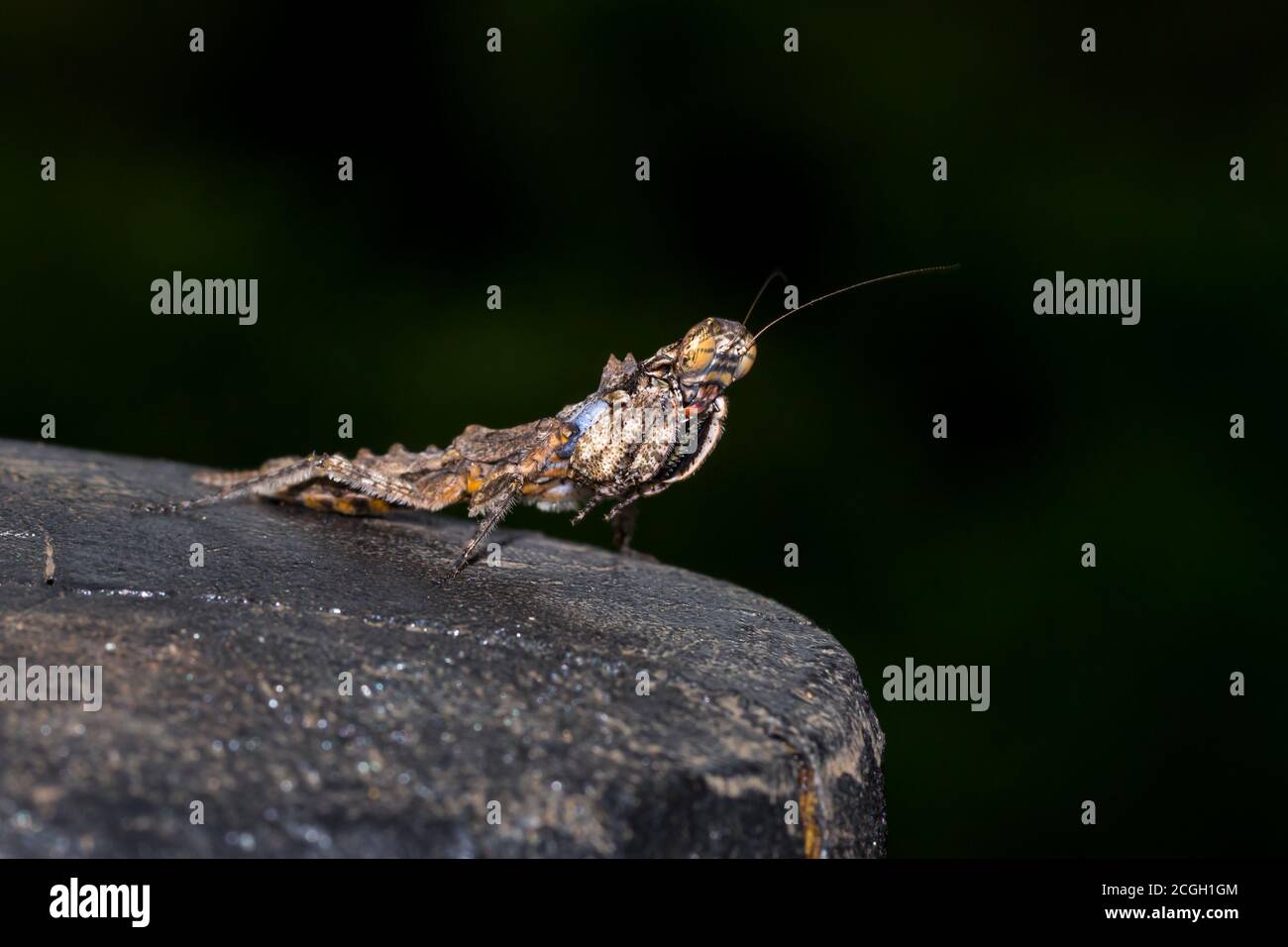 Brown and Grey Bark Mantis, South Africa Stock Photo - Alamy