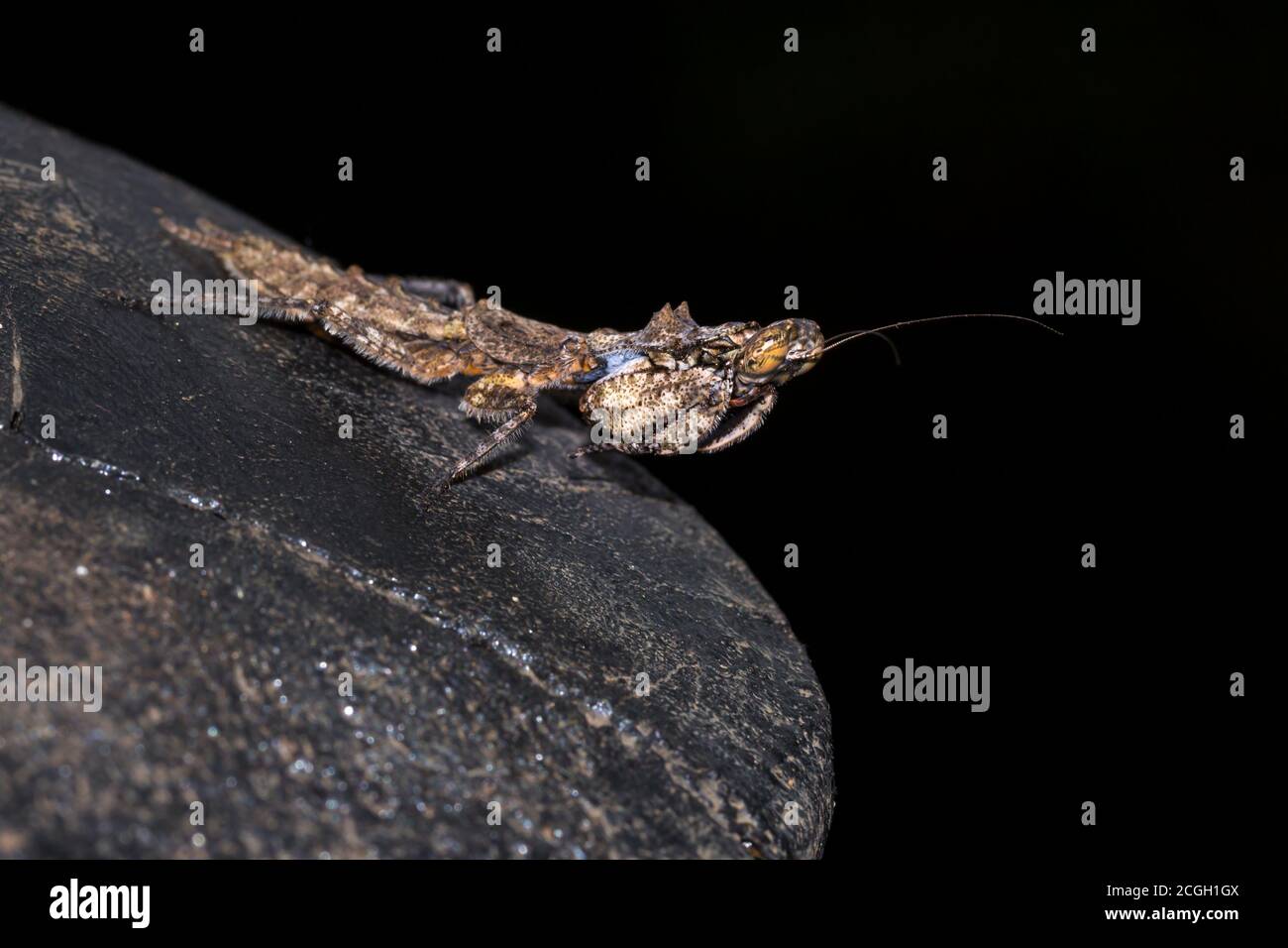 Brown and Grey Bark Mantis, South Africa Stock Photo - Alamy