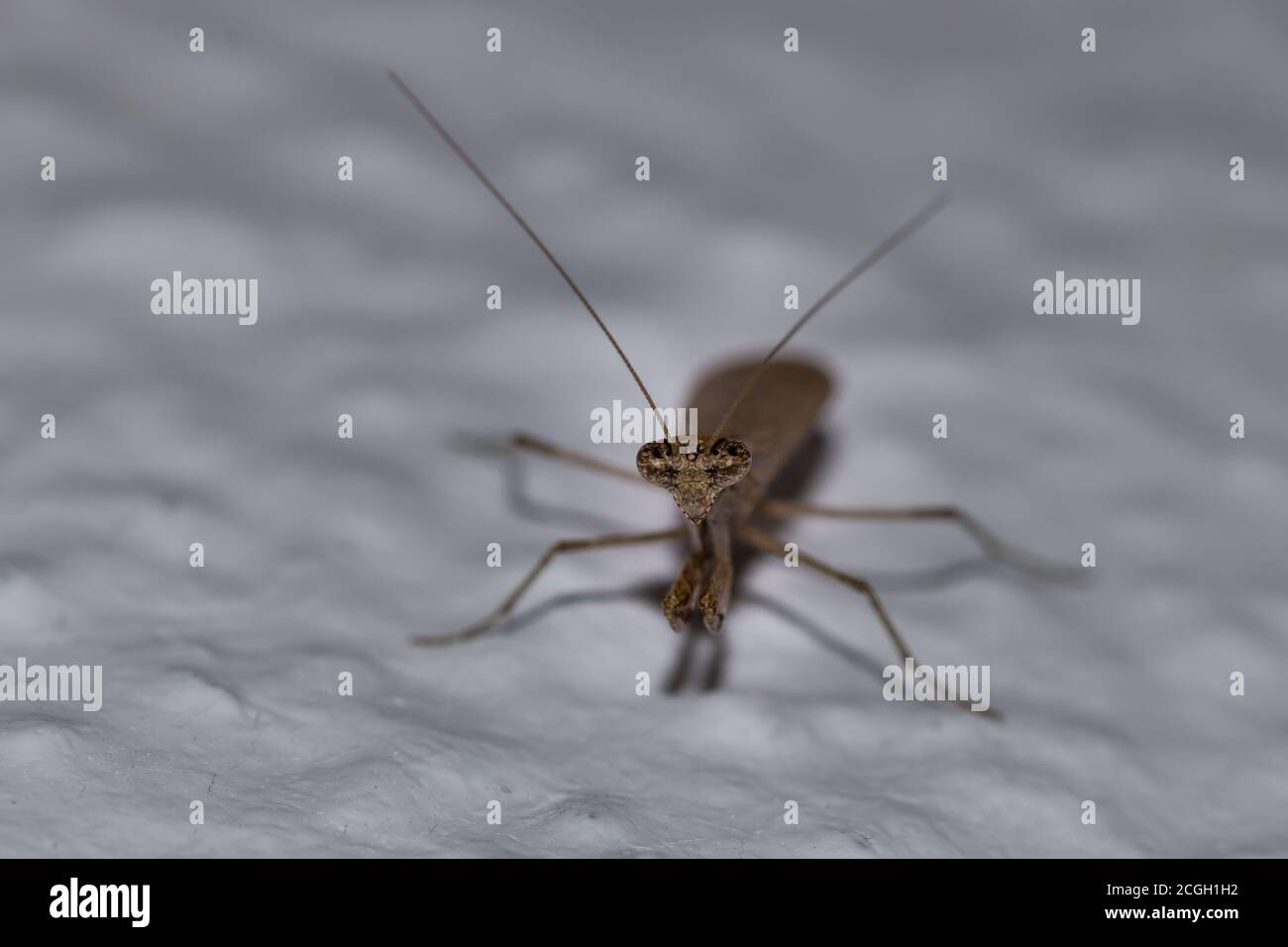 Brown and Grey Bark Mantis, South Africa Stock Photo - Alamy