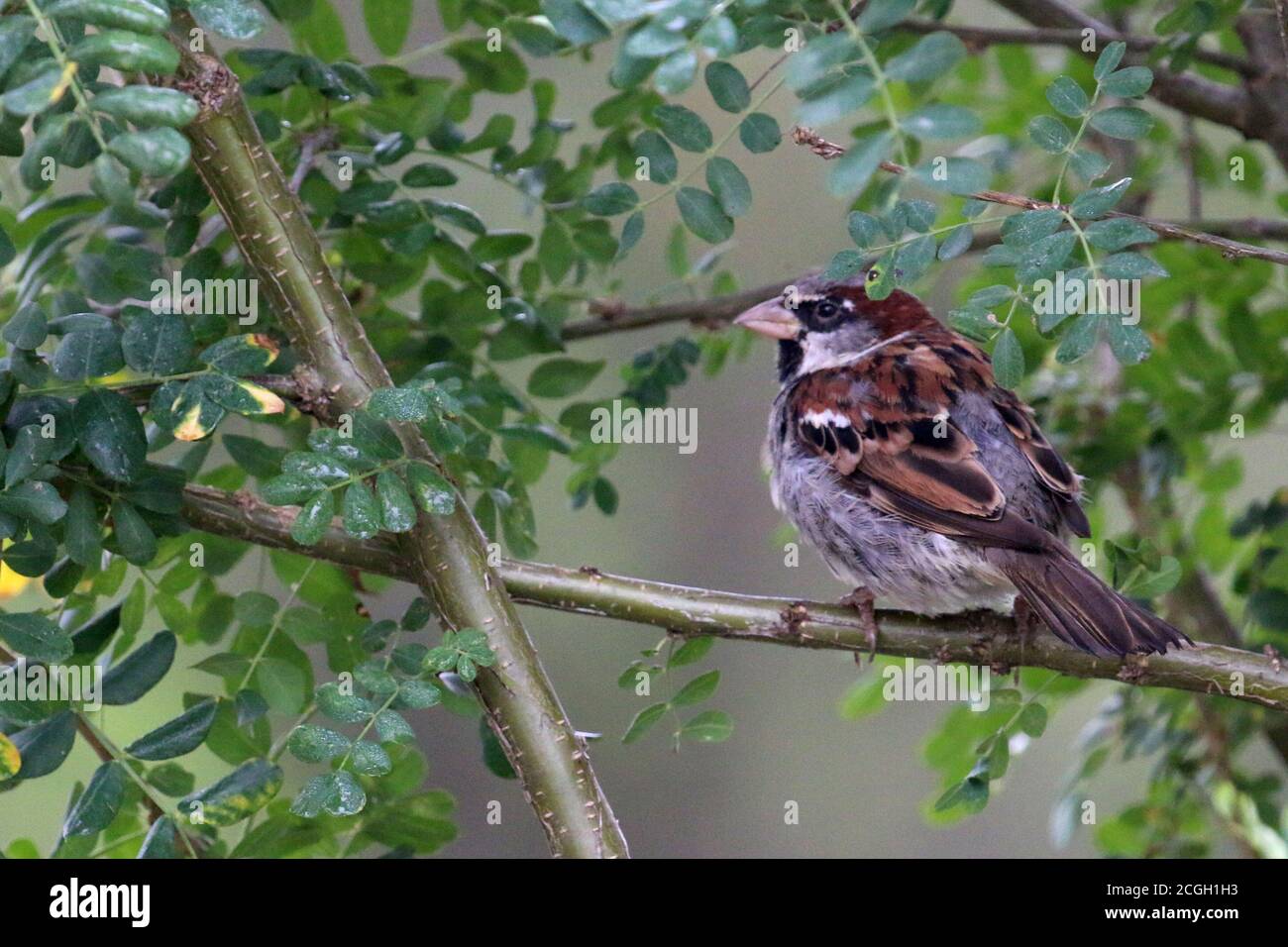 30 species of sparrows in ontario hi-res stock photography and images ...