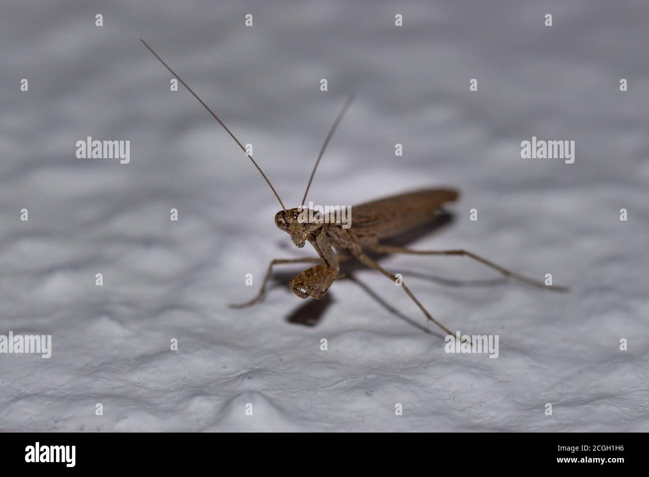 Brown and Grey Bark Mantis, South Africa Stock Photo - Alamy