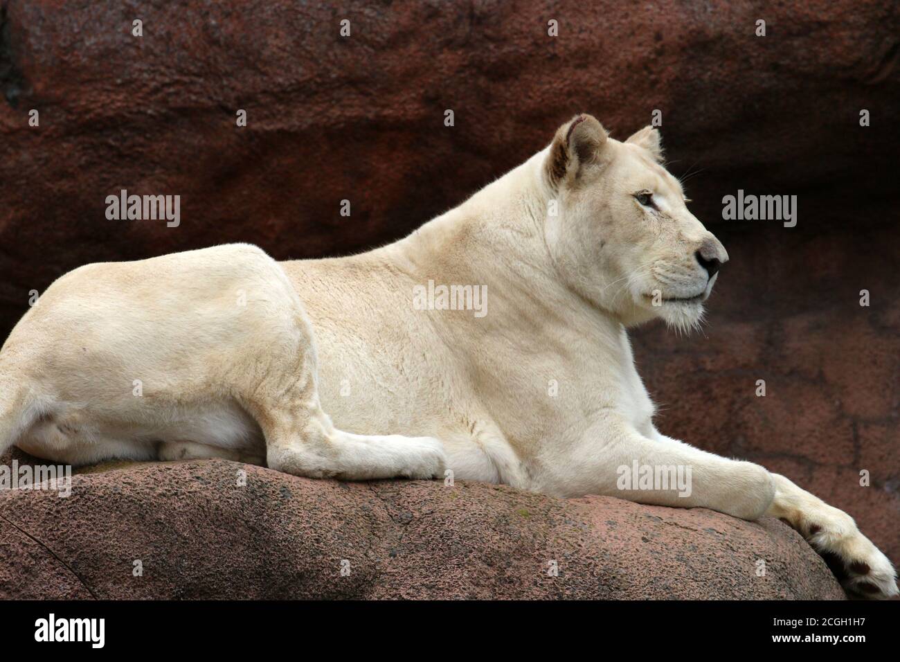 Lion mark territory hi-res stock photography and images - Alamy