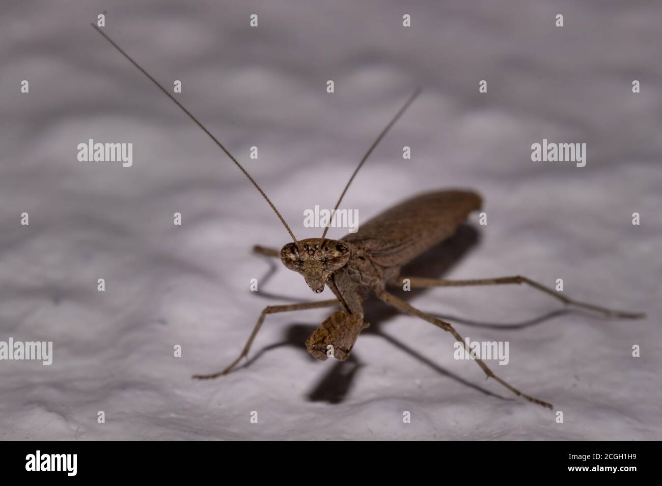 Brown and Grey Bark Mantis, South Africa Stock Photo - Alamy