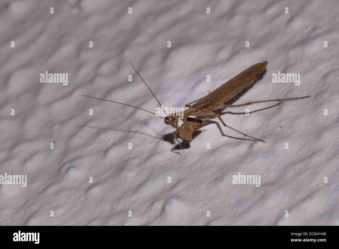 Brown and Grey Bark Mantis, South Africa Stock Photo - Alamy