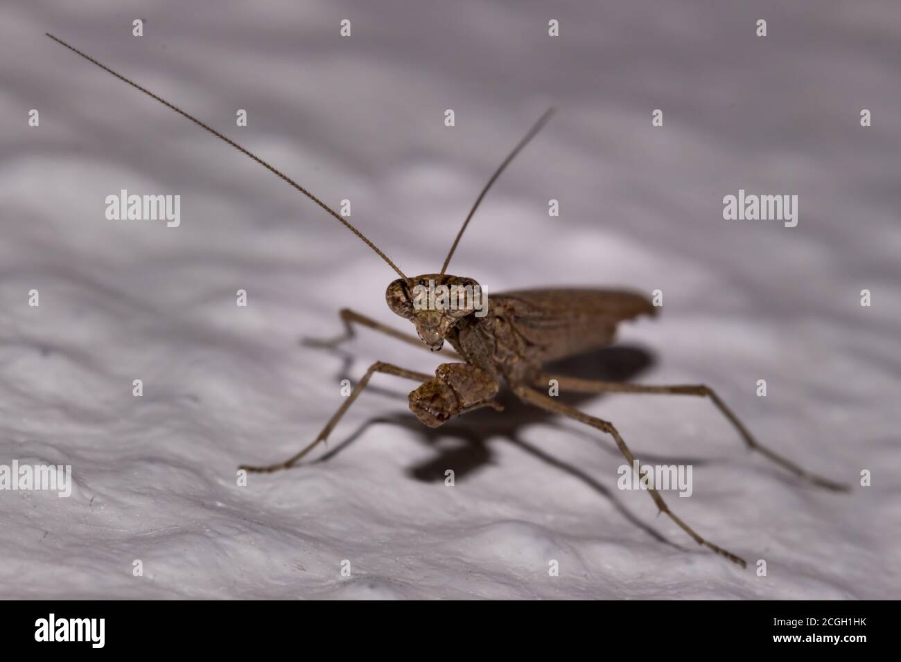 Brown and Grey Bark Mantis, South Africa Stock Photo - Alamy