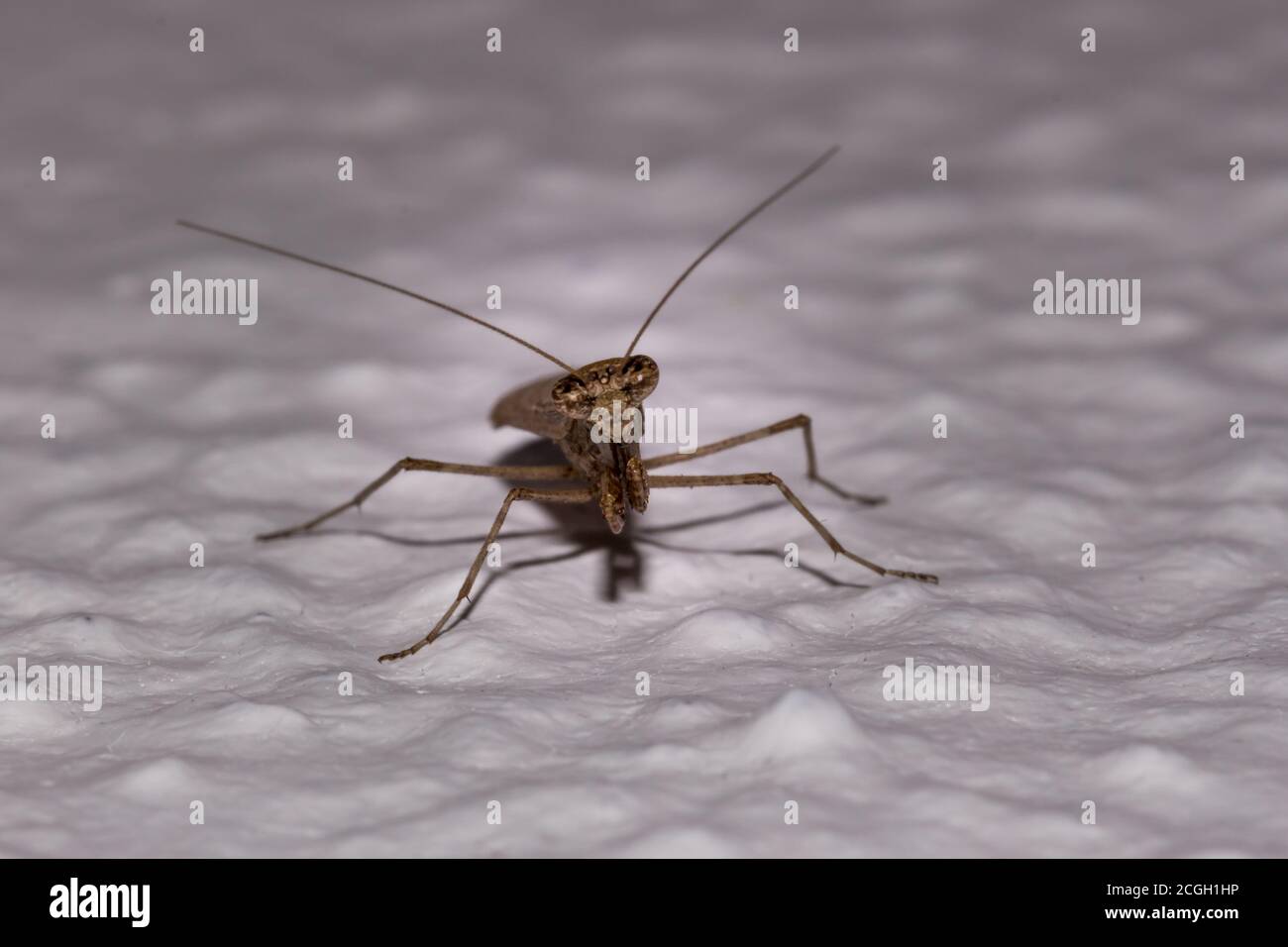 Brown and Grey Bark Mantis, South Africa Stock Photo - Alamy