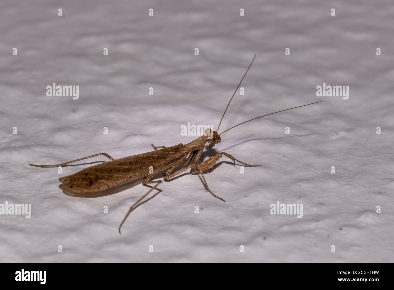 Brown and Grey Bark Mantis, South Africa Stock Photo - Alamy