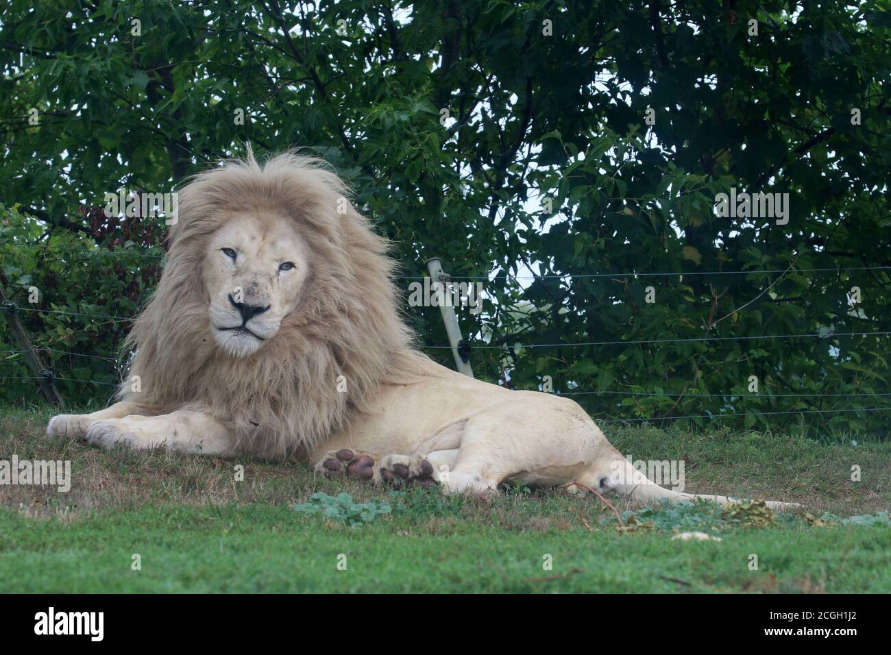 Lion mark territory hi-res stock photography and images - Alamy