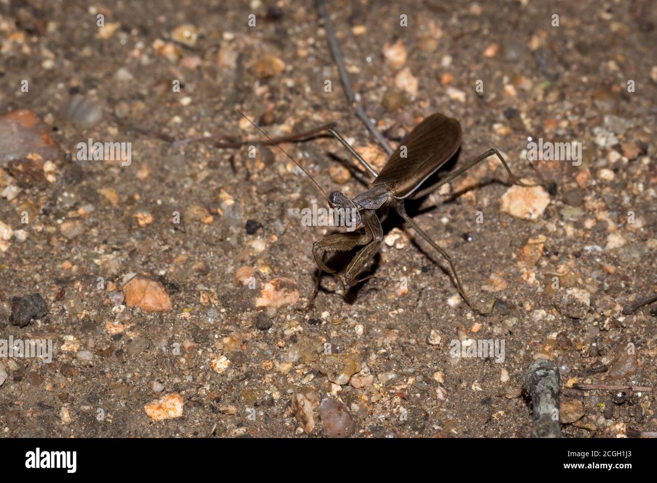 Brown and Grey Bark Mantis, South Africa Stock Photo - Alamy