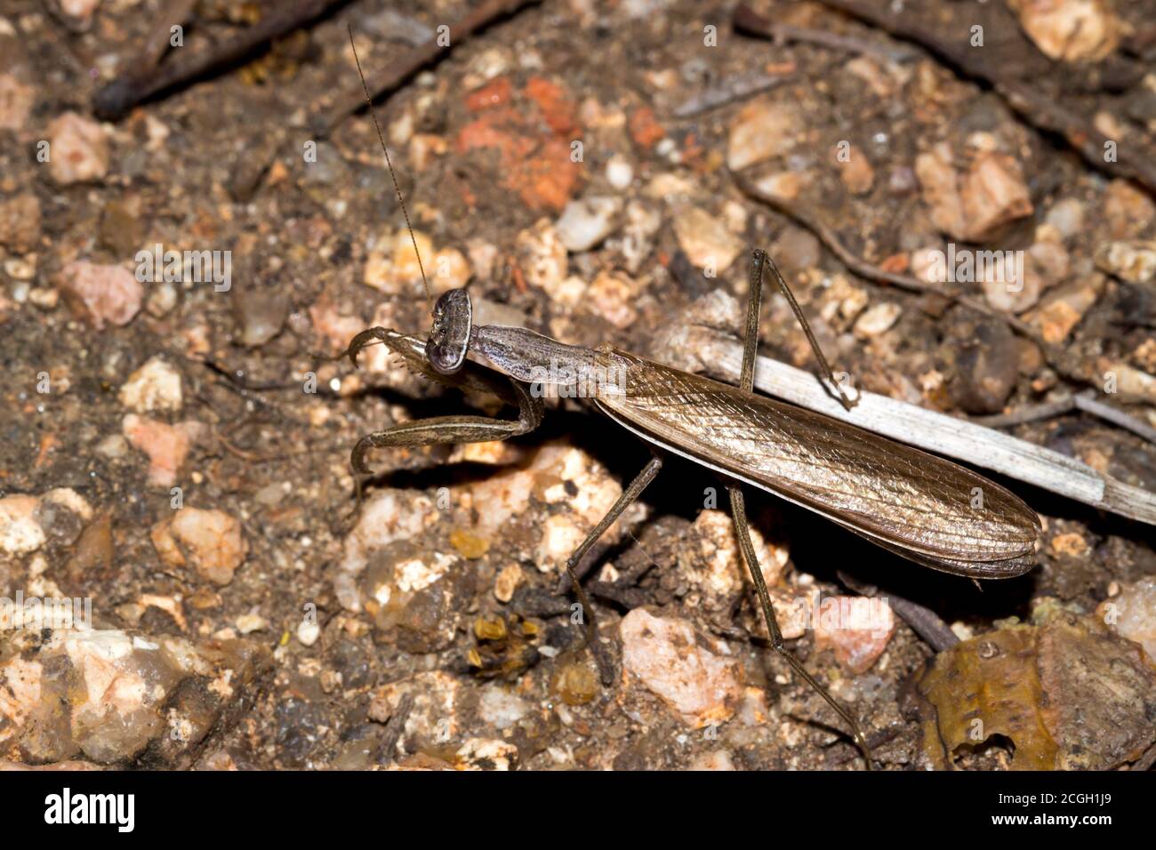 Brown and Grey Bark Mantis, South Africa Stock Photo - Alamy