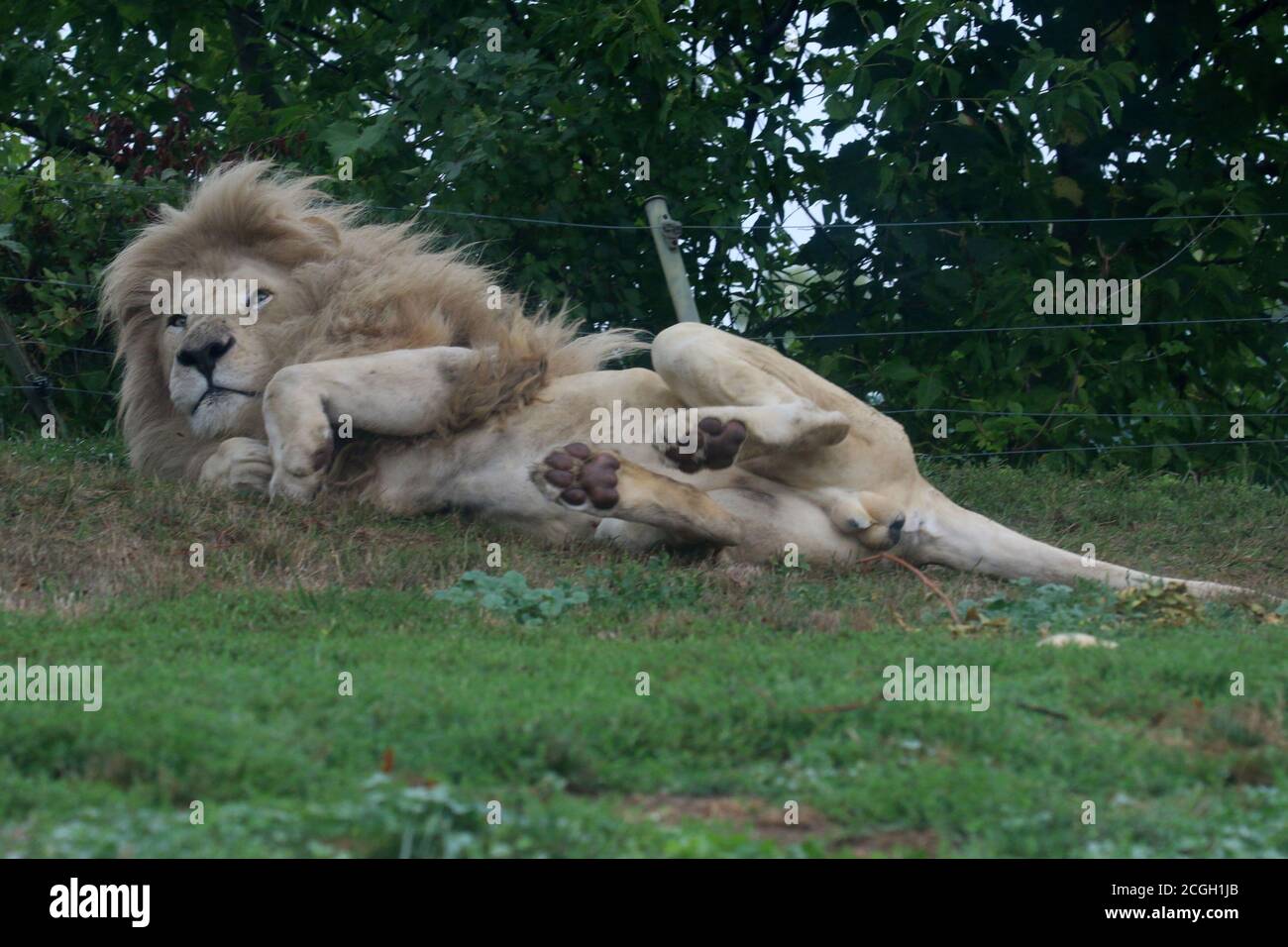Lion mark territory hi-res stock photography and images - Alamy