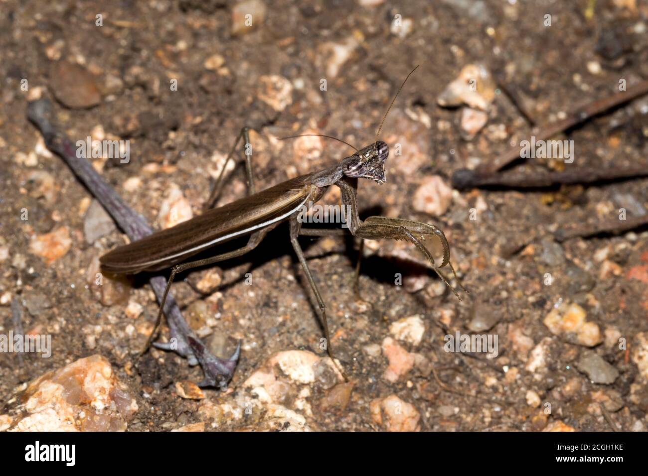 Mimic thorns hi-res stock photography and images - Alamy