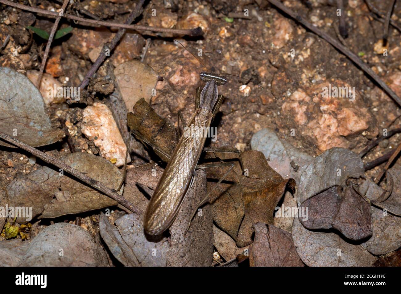 Brown and Grey Bark Mantis, South Africa Stock Photo - Alamy