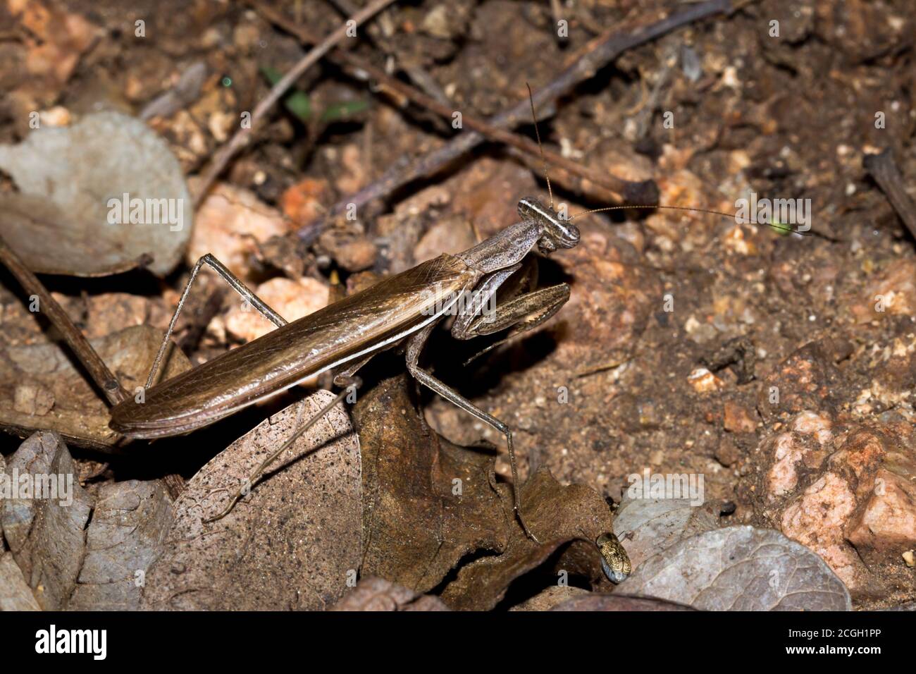 Brown and Grey Bark Mantis, South Africa Stock Photo - Alamy