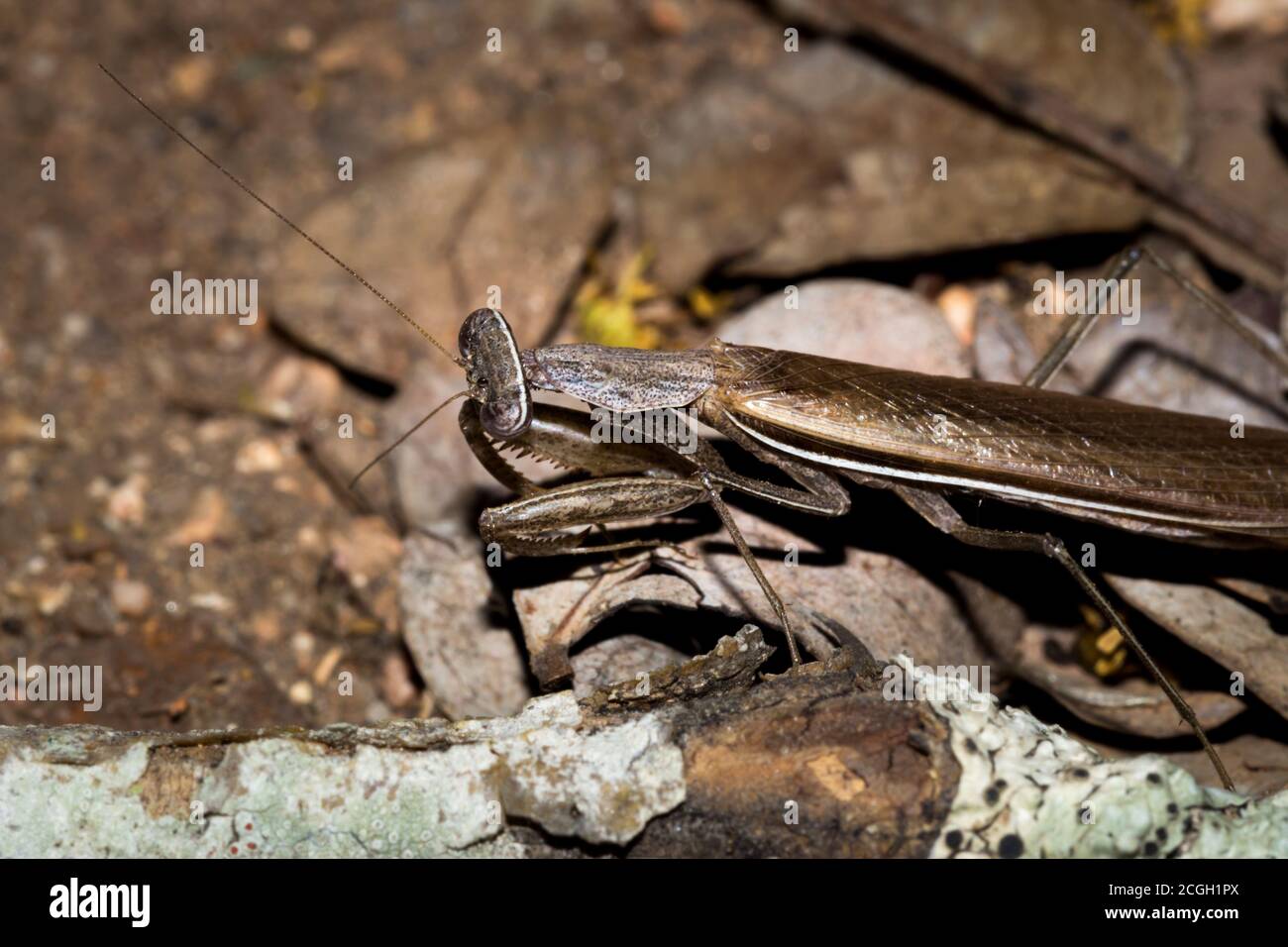 Brown and Grey Bark Mantis, South Africa Stock Photo - Alamy
