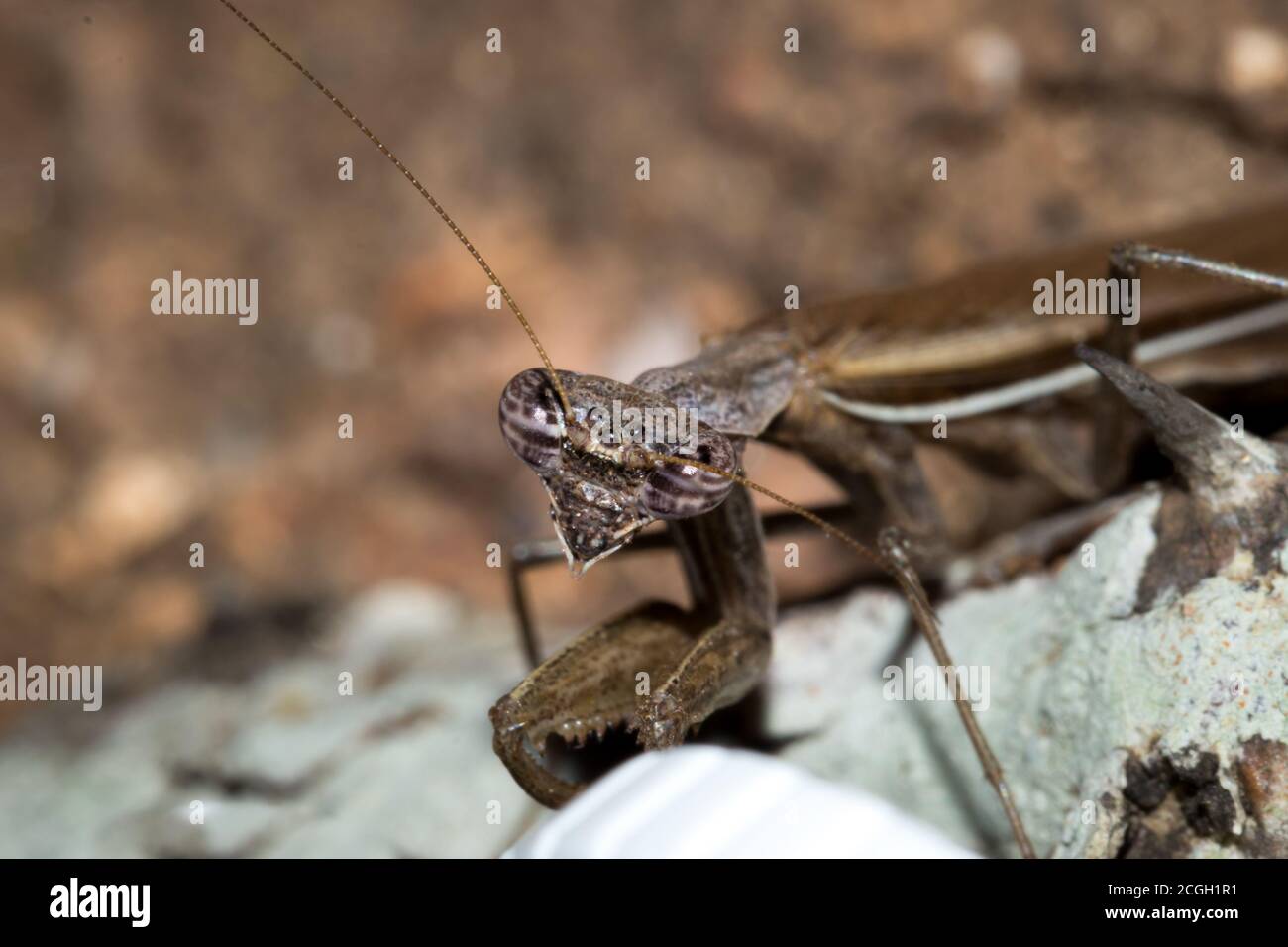 Brown and Grey Bark Mantis, South Africa Stock Photo - Alamy