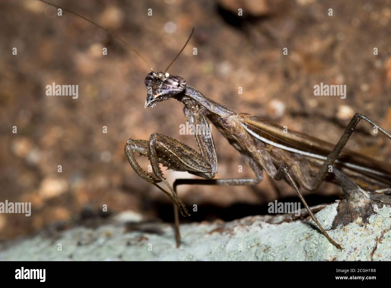 Brown and Grey Bark Mantis, South Africa Stock Photo - Alamy