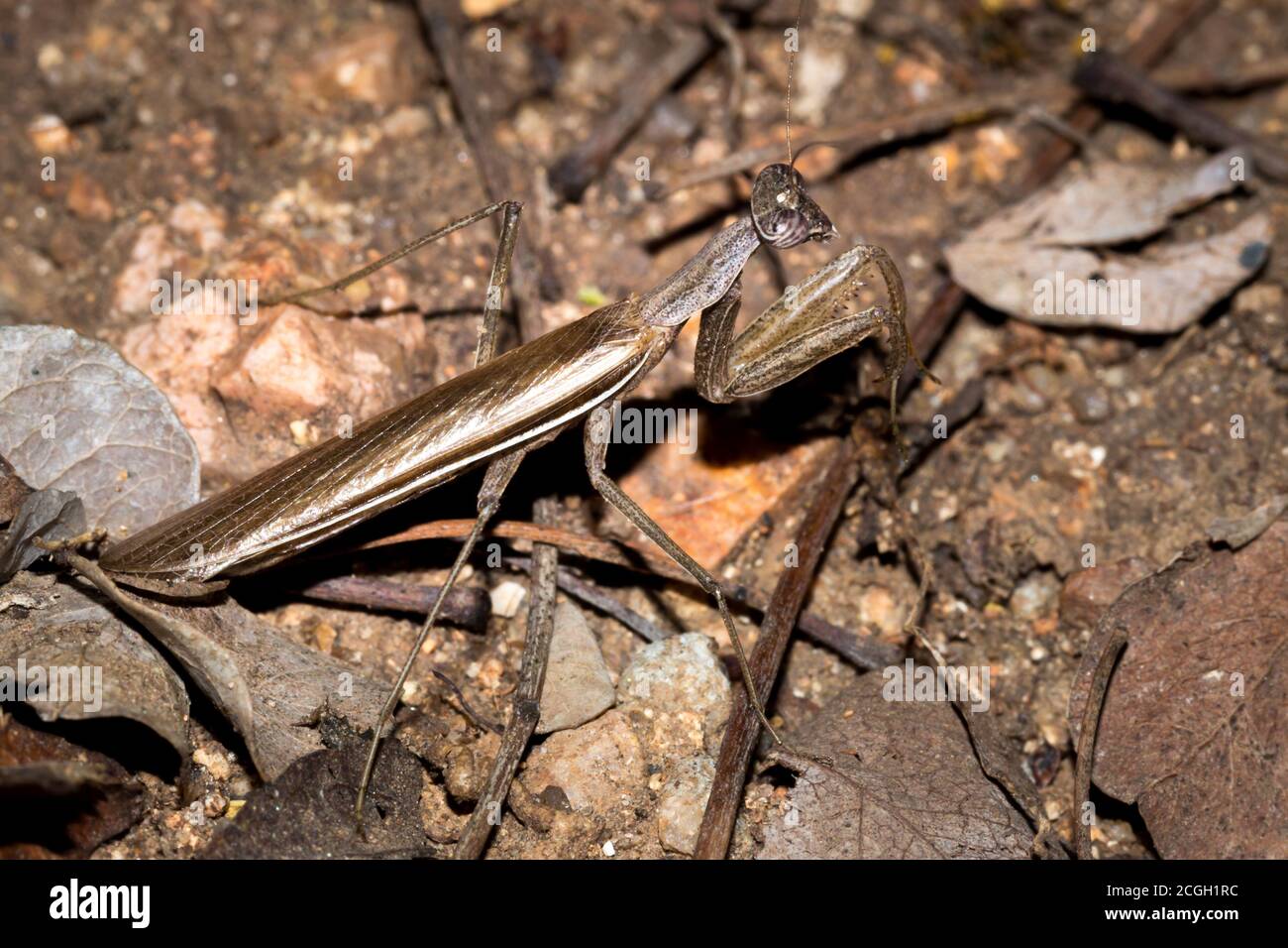 Brown and Grey Bark Mantis, South Africa Stock Photo - Alamy
