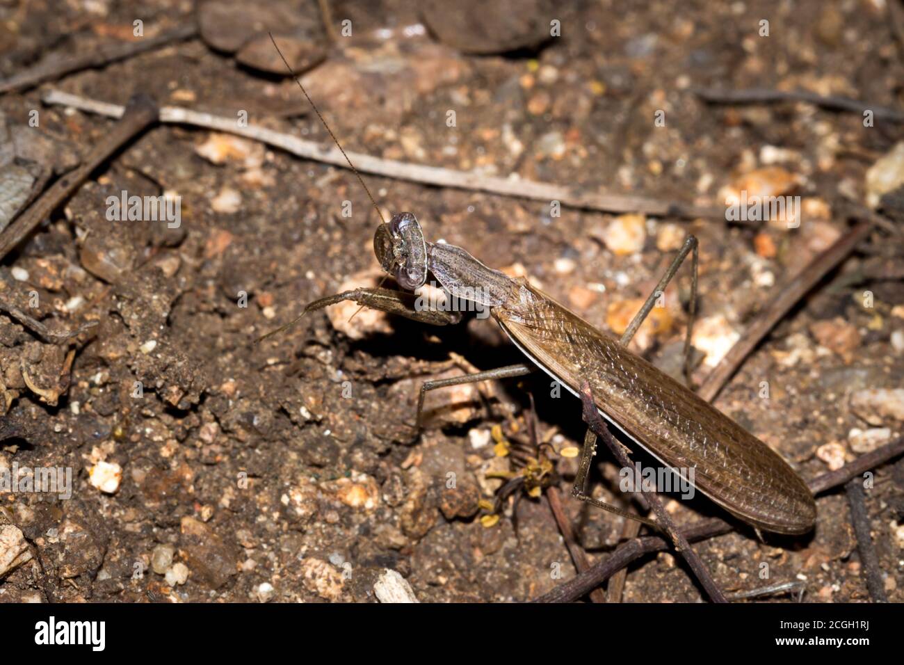 Brown and Grey Bark Mantis, South Africa Stock Photo - Alamy