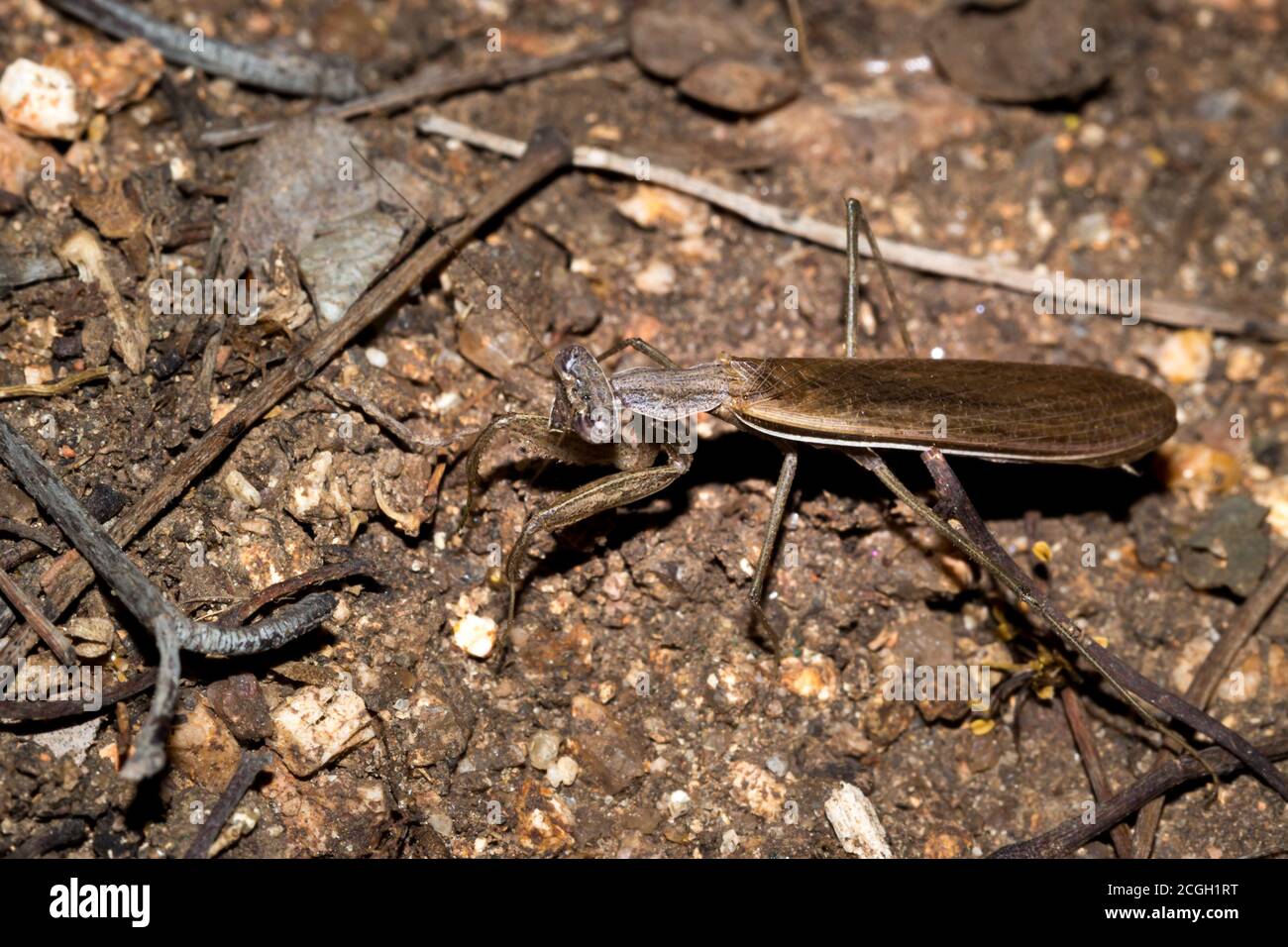 Brown and Grey Bark Mantis, South Africa Stock Photo - Alamy