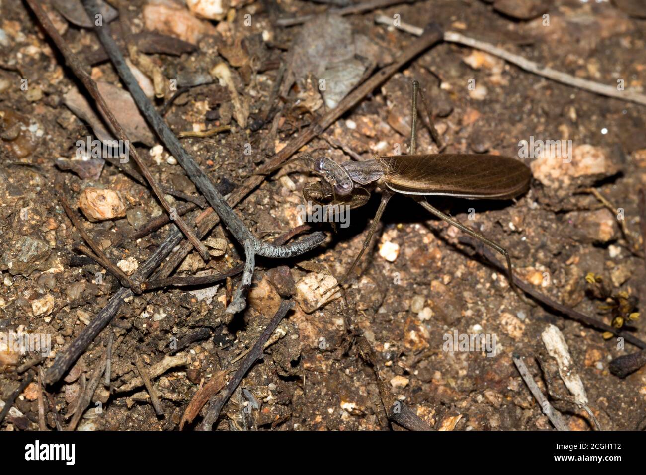 Brown and Grey Bark Mantis, South Africa Stock Photo - Alamy