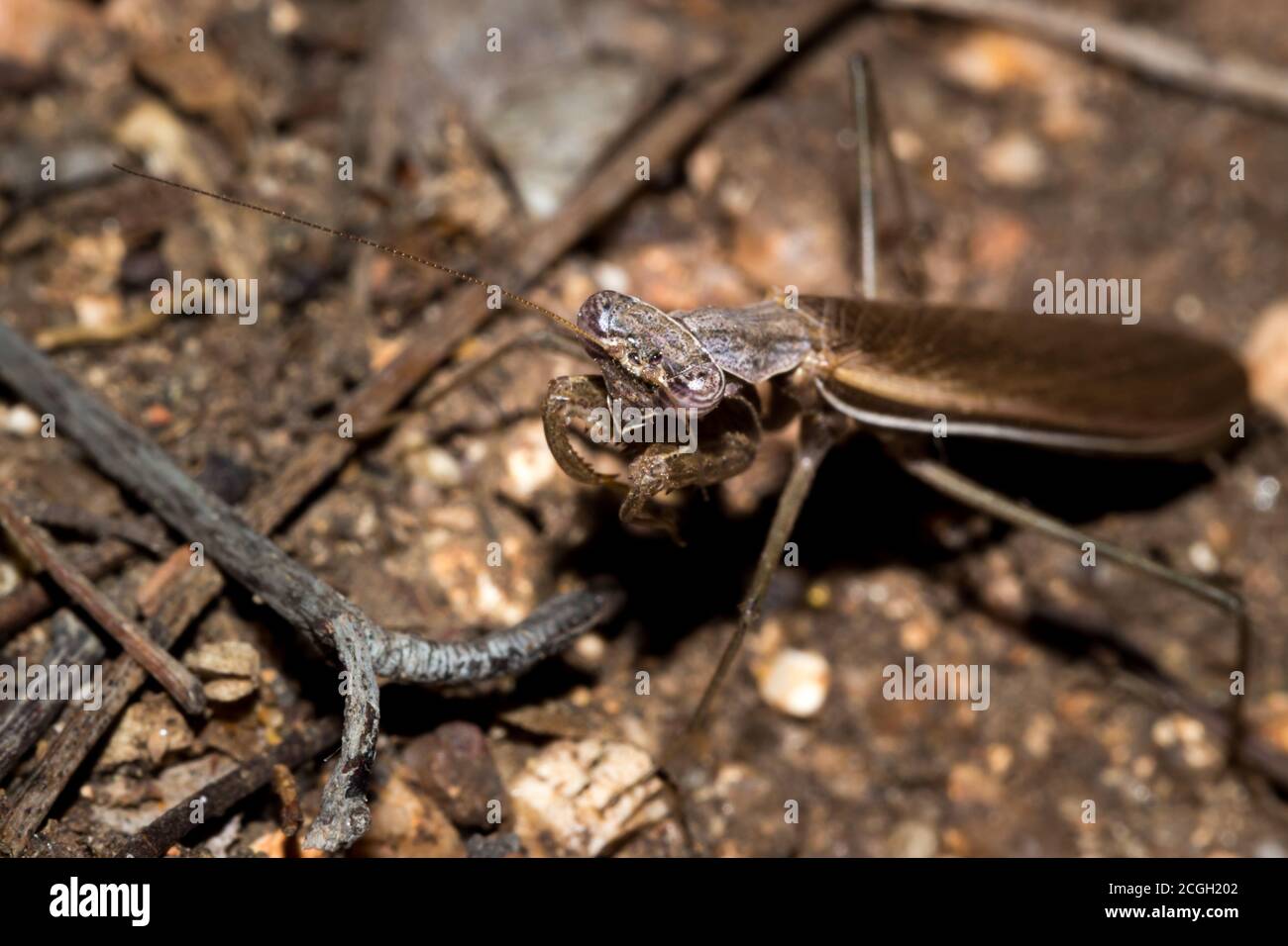 Brown and Grey Bark Mantis, South Africa Stock Photo - Alamy