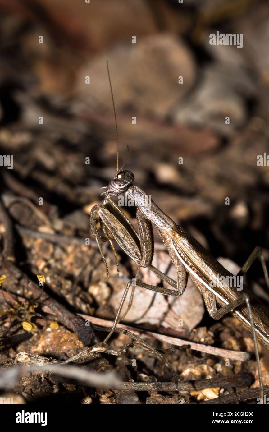 Grass like mantis hi-res stock photography and images - Alamy