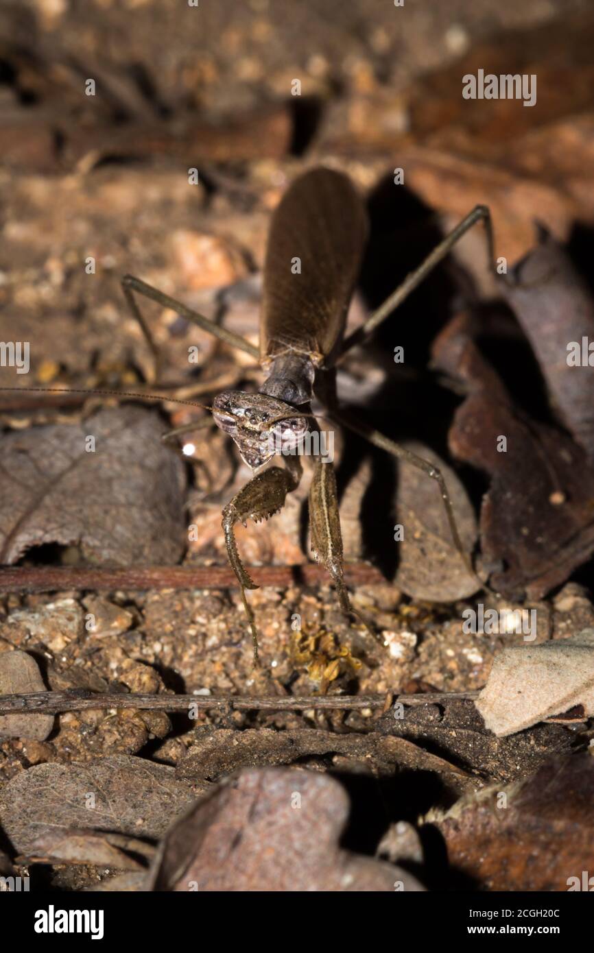 Mimic thorns hi-res stock photography and images - Alamy